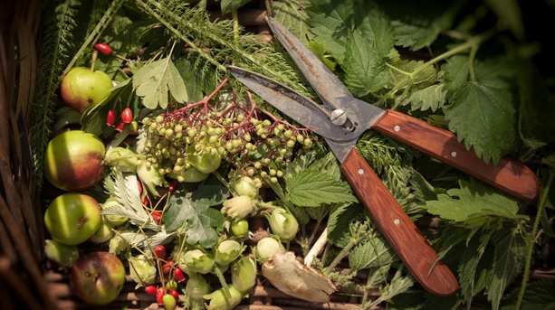 Finding Food in the Wild - Patriot Headquarters Blog